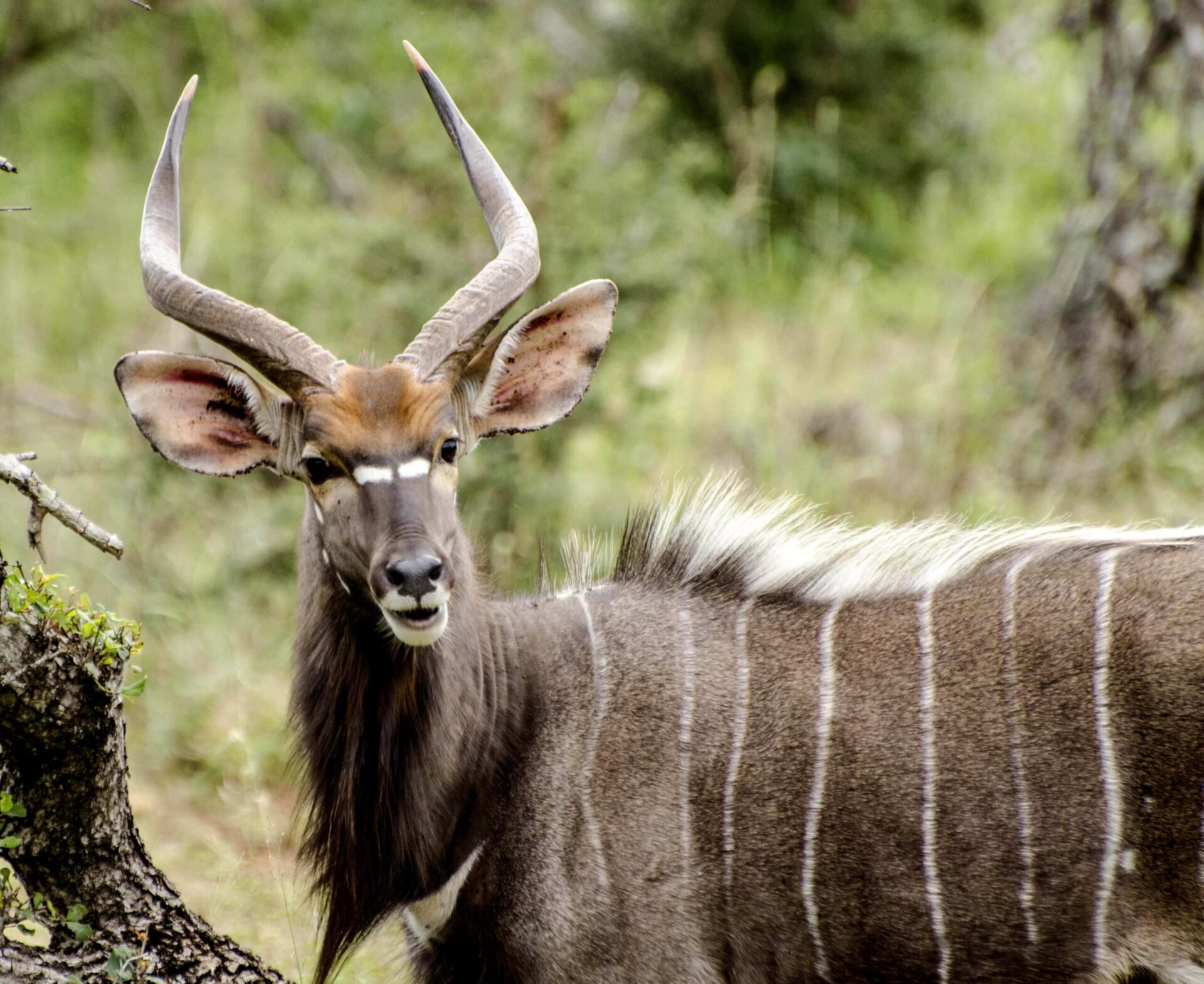 Nyala: A Beautiful and Majestic Beast - Amakhosi