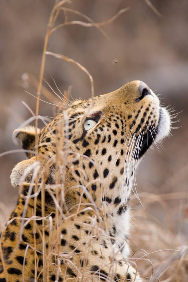 The Elusive Cat: Leopards at Amakhosi - Amakhosi