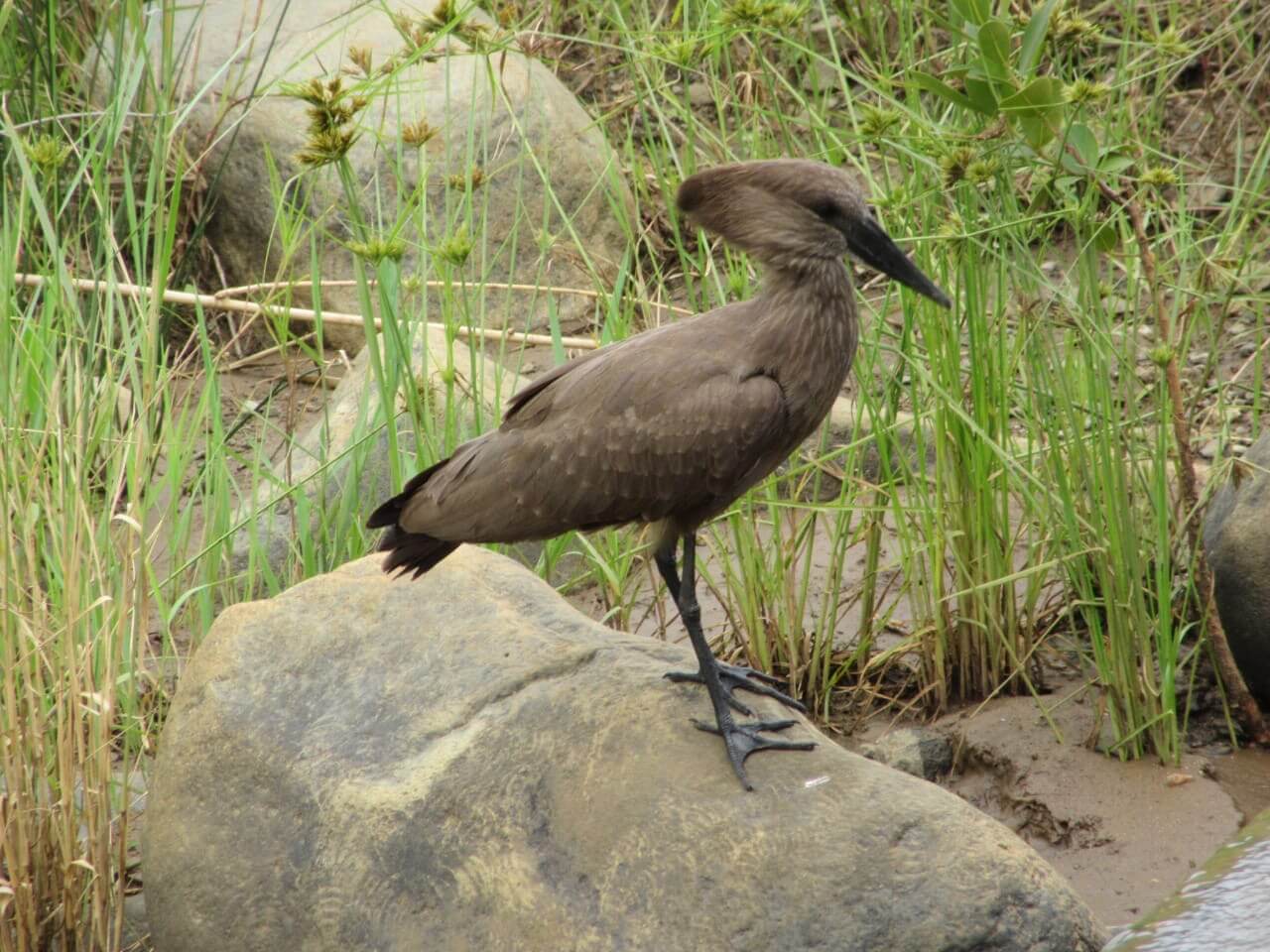 A Look at The Hamerkop – by Ranger Jac - Amakhosi